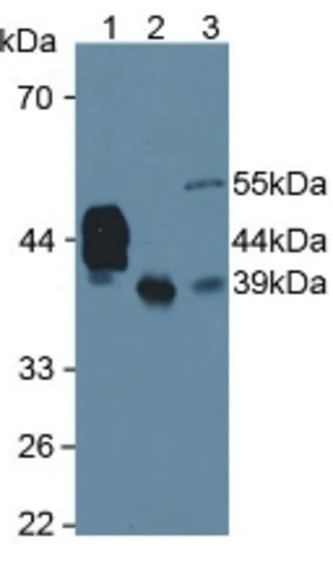 Invitrogen HPR Polyclonal Antibody Invitrogen μL Unconjugated