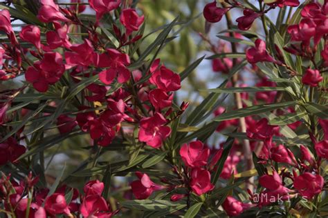 The Weather Is Hare Nerium Indicum