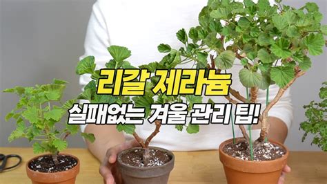 리갈계 제라늄 실패없이 겨울나기 꽃 잘피우기 저온처리 관리법 실내 정원 Homegardeningpelargonium