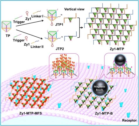 Spatially Controlled Dna Frameworks For Sensitive Detection And