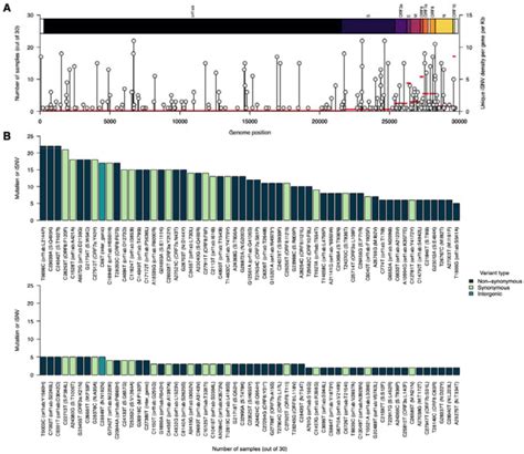Accelerated Sars Cov 2 Intrahost Evolution Leading To Distinct Genotypes During Chronic