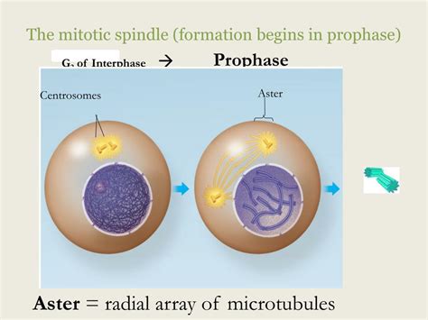 Ppt The Cell Cycle Powerpoint Presentation Free Download Id 6531035