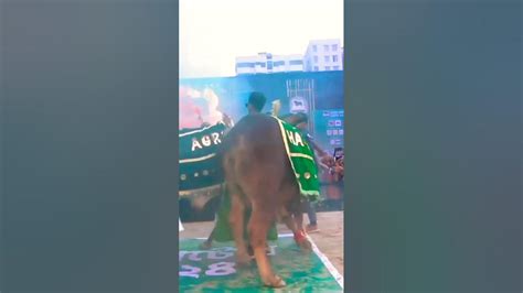 হাসান এগ্র Cattlemarket কোরবানীর Shahiwalcow মাংসের Youtube