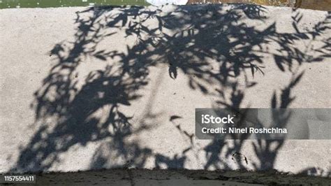 시멘트 테두리 표면에 버드 나무 잎에서 그림자 풍화 벽 배경에 그림자를 흐리게 합니다 바람에 분기 모션에 의해 생성 된 패턴입니다 추상 흑백 배경입니다 그런지 텍스처 0명에