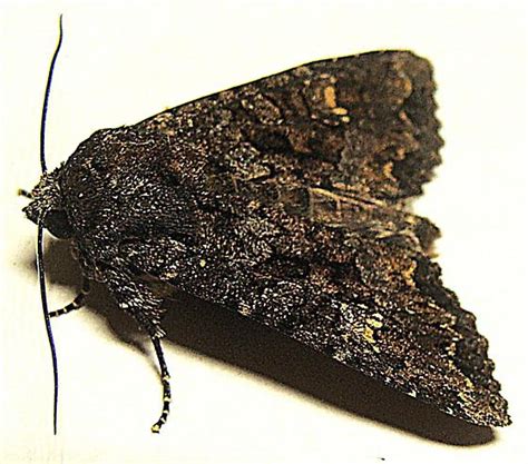 Owlet Moth Bugguide Net