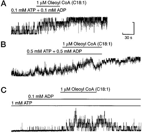 Effects Of Oleoyl Coa On K Atp Currents At Different Concentrations And