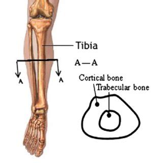 Actual Tibia Feature And Its Cross Section Download Scientific Diagram