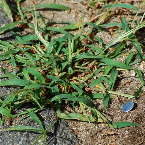 What Are Crabgrass At Jack Radcliffe Blog