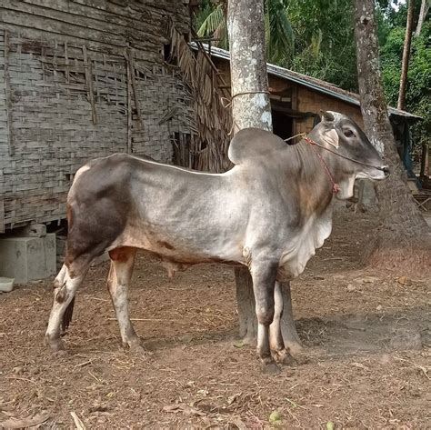 ပဒေသာ နွားမွေးမြူရေးခြံ