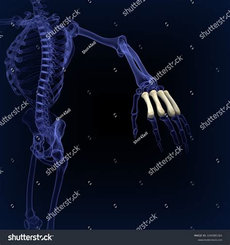 Human Metacarpal Bones Anatomy Medical Illustration3d Stock Illustration 2245881361 Shutterstock