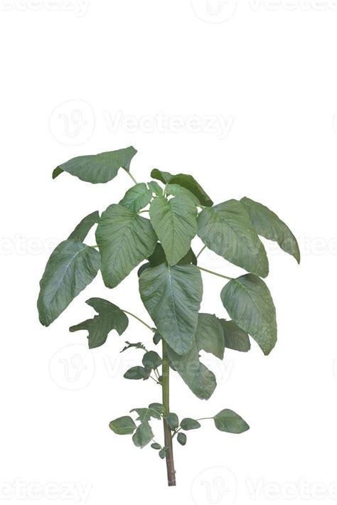 Seedling Of Amaranth Or Amaranthus Viridis In The Garden Is Vegetables