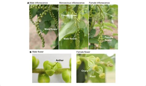 Sex Phenotypes In Dioscorea Rotundata A Photos Of Male Left Download Scientific Diagram