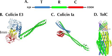 Ribbon Diagrams Of Colicins E3 And Ia And Of Tolc Trimer A Domain Download Scientific
