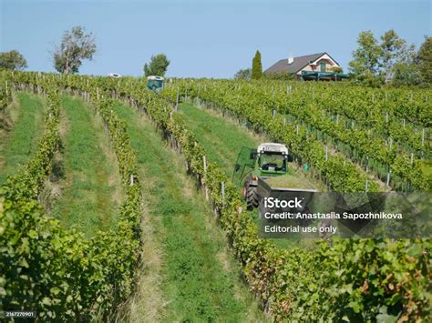 와인 생산을 위한 포도의 산업적 수확 수확기 동안 포도밭에서 트랙터가 줄지어 서 있습니다 비엔나 칼렌베르크 산에서 재배되는 포도 오스트리아의 전통 농업 계곡에 대한 스톡