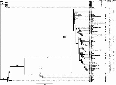 maximum likelihood tree from analysis of mtdna control region for