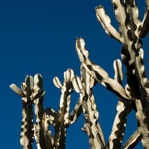 Euphorbia Ammak Variegata Candelabra Spurge Siteone Us