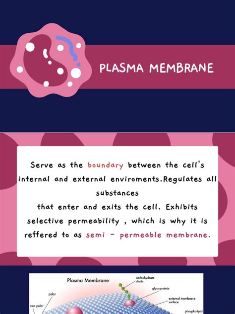 Plasma Membrane Structure And Functions Pdf Cell Membrane Proteins