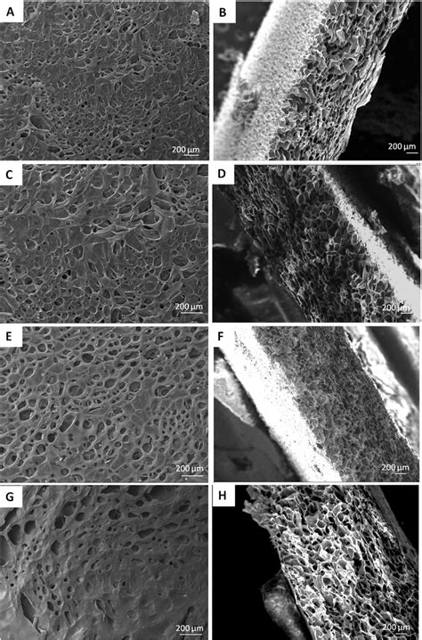 Sem Micrographs Of Cs Based Membrane Surfaces A C E G And Sections