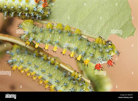 Fourth Instar Caterpillars Of The Cecropia Moth Hyalophora Cecropia