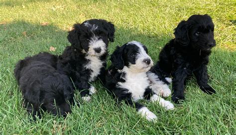 Rimrock Doodles Bordoodle Puppies For Sale Northwestern United States