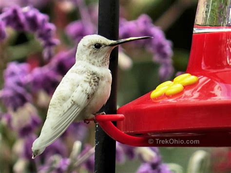 White Leucistic Ruby Throated Hummingbird At Inniswood Gardens Trekohio