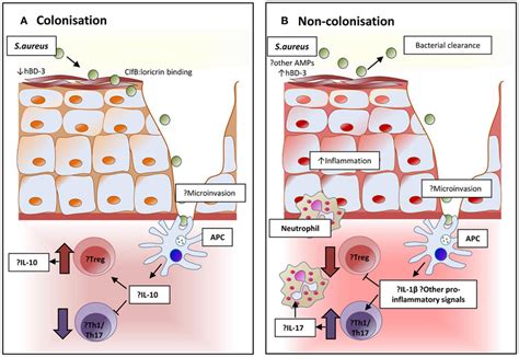 Proposed Immunomodulation Affecting And Resulting From Colonization In Download Scientific
