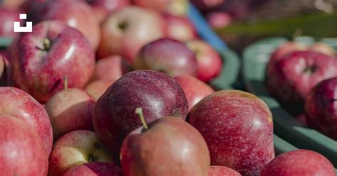 녹색 플라스틱 바구니에 사과 과일 사진 Unsplash의 무료 여름 이미지