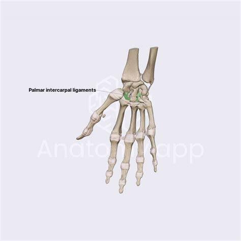 Ligaments Of Midcarpal Joint Anatomy App
