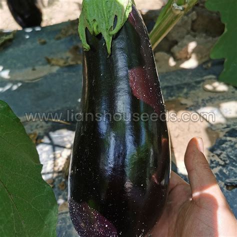 Classic Hybrid Eggplant Seeds