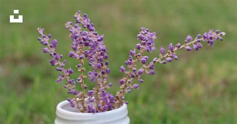 낮 동안 푸른 잔디에 흰색 세라믹 꽃병에 보라색 꽃 사진 Unsplash의 무료 감정 항아리 이미지