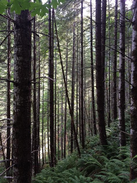 Old Growth Forests With Complex Vegetation La Eurekalert