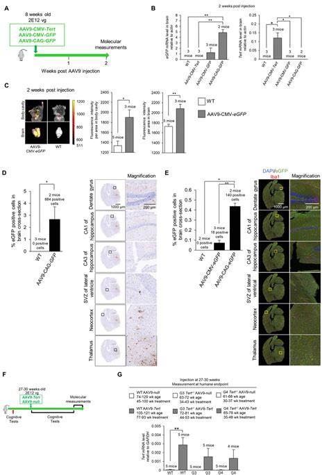 Telomerase Gene Therapy Ameliorates The Effects Of Neurodegeneration Associated To Short
