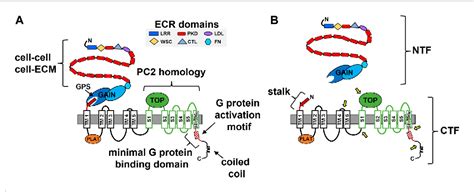 Figure 1 From The Gpcr Properties Of Polycystin 1 A New Paradigm