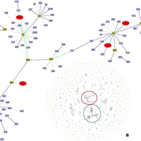 population structure analysis a goeburst analysis of the 1113 sequence