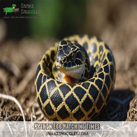 The Hatching Time And Survival Rate Of Python Eggs Everything You Need To Know