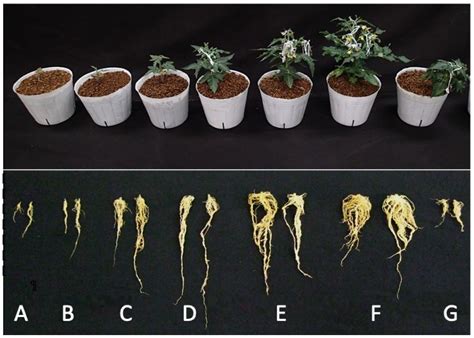 Micro Tom Tomato Response To Fertilization Rates And The Effect Of Cultivation Systems On Fruit