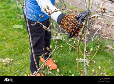 Farmer Looks After The Garden Spring Pruning Of Fruit Trees Woman