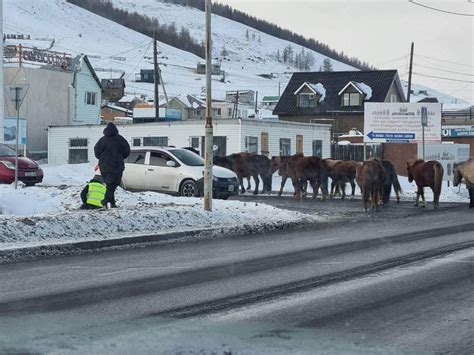 ФОТО Хотод орж ирсэн адуу малыг гаргах ажлыг Д Сумъяабазарын захирамжийн дагуу зохион байгуулж