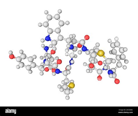 Cholecystokinin 8 Molecule Computer Model Showing The Structure Of The Terminal Fragment Of A