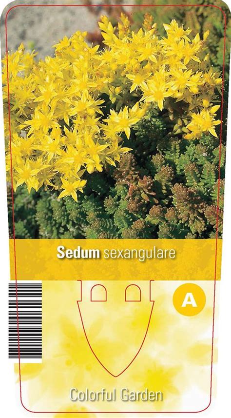 Sedum Sexangulare — Plant Wholesale Floraccess