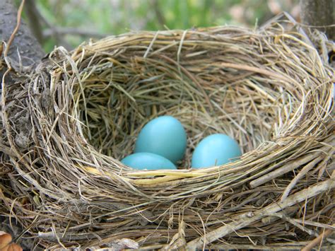 Nest And Egg Identification Resources The Infinite Spider