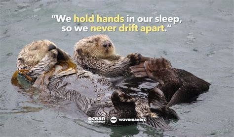 The Art Of Not Drifting Apart Life Lessons From Sea Otters Ocean