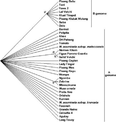 phylogenetic positioning of different banana genotypes based on the