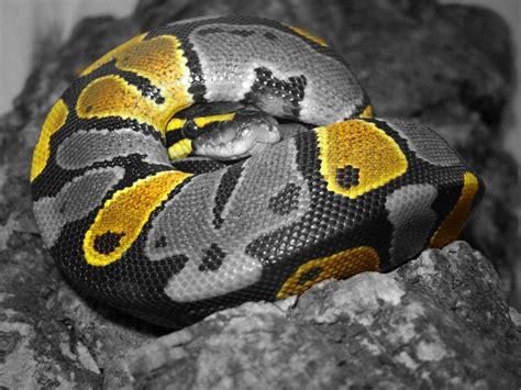 Python Snake Wallpapers Top Free Python Snake Backgrounds WallpaperAccess