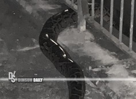 Python Captured Near Yuen Kong Tsuen Pat Heung Dimsum Daily