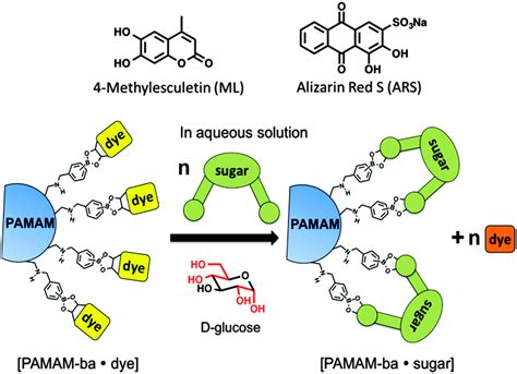 Boronic Acid Modified Polyamidoamine Dendrimers As Sugar Sensing Materials In Water Journal