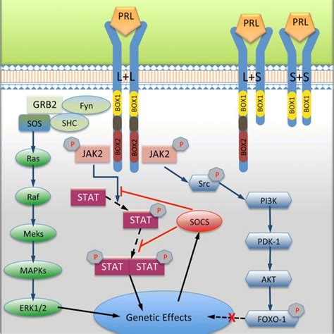 Image Showing The Typical Intracellular Signaling Pathways Activated By