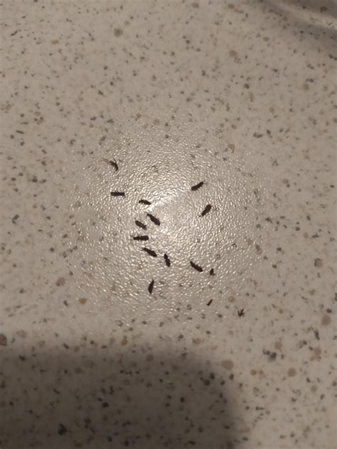 Bug Infested Rice From Biedronka R Poland