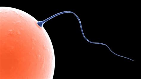 Sperm Abstraction Abstract Bokeh Life Sex Sexual Medical Dna Male Man Men Sperm