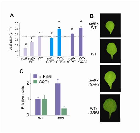 Regulation Of Leaf Size By Tcp4 Through Mir396 Grf Module Download